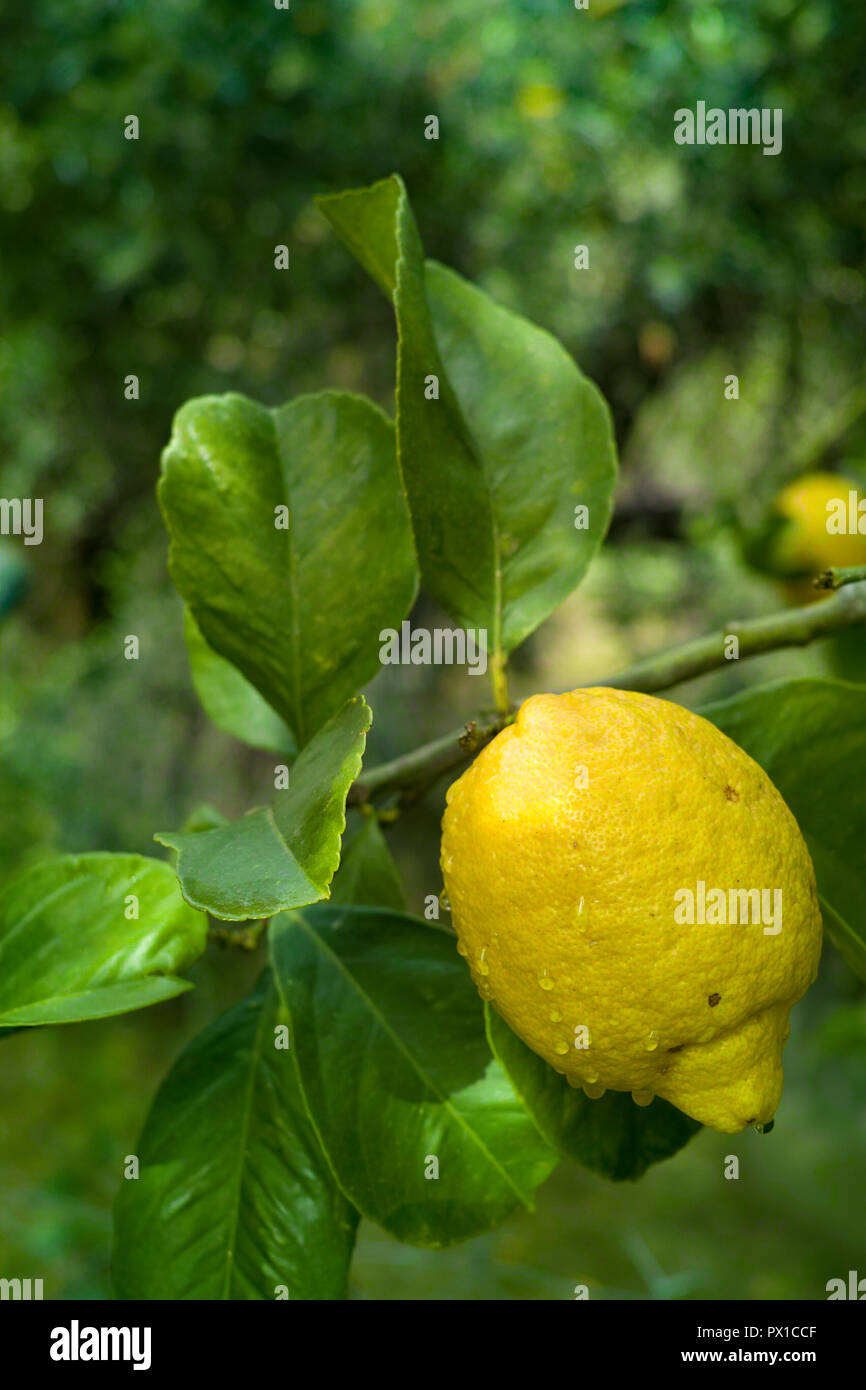 Costiera amalfitana lemons hi-res stock photography and images - Alamy