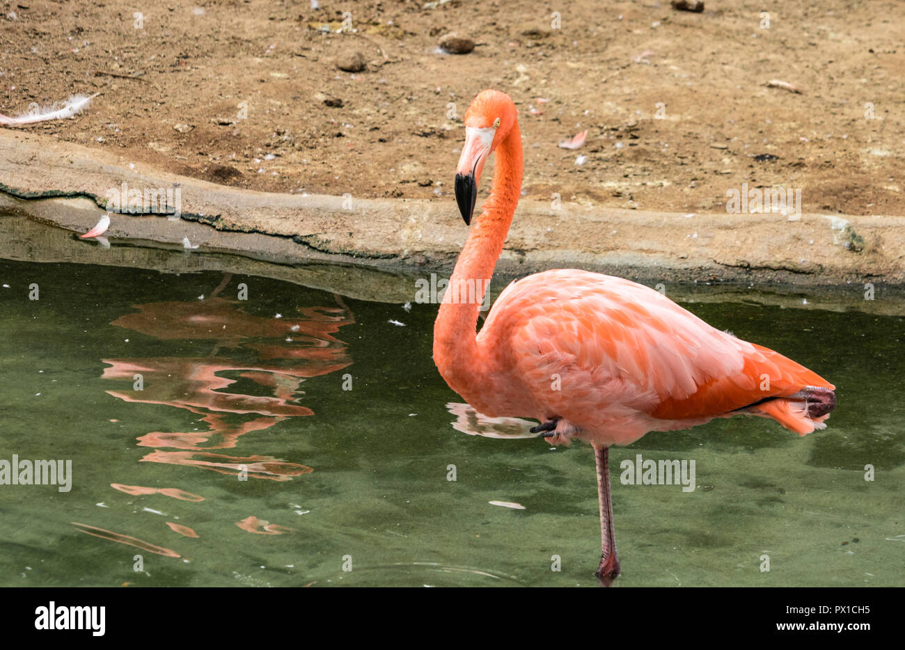 Flamingo on one leg head in feathers hi-res stock photography and ...
