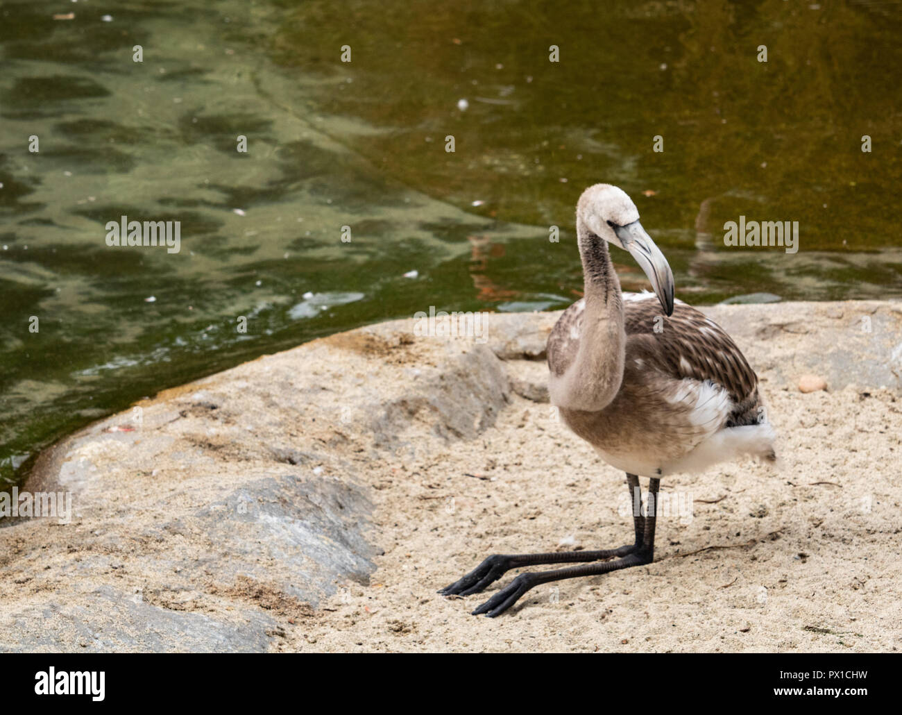 Awkward legs hi-res stock photography and images - Alamy