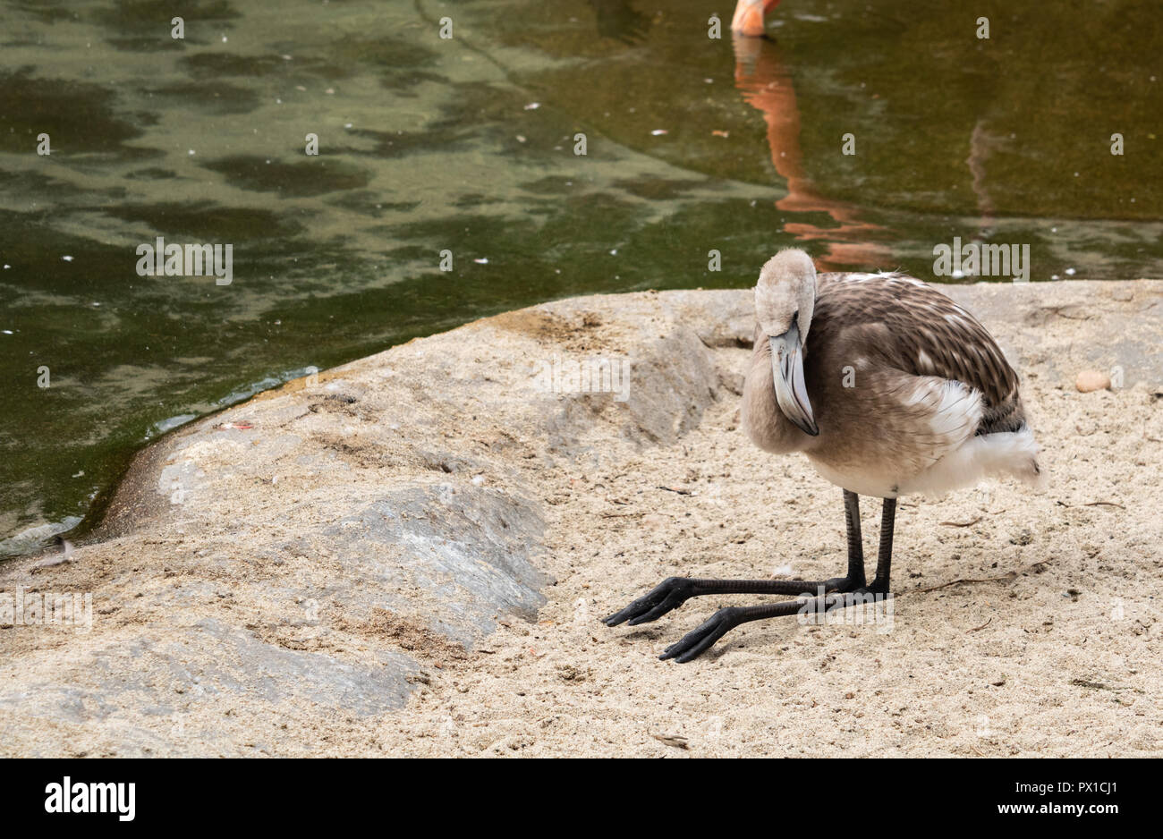 Close up of an awkward young gray flamingo chick sitting by the edge of ...