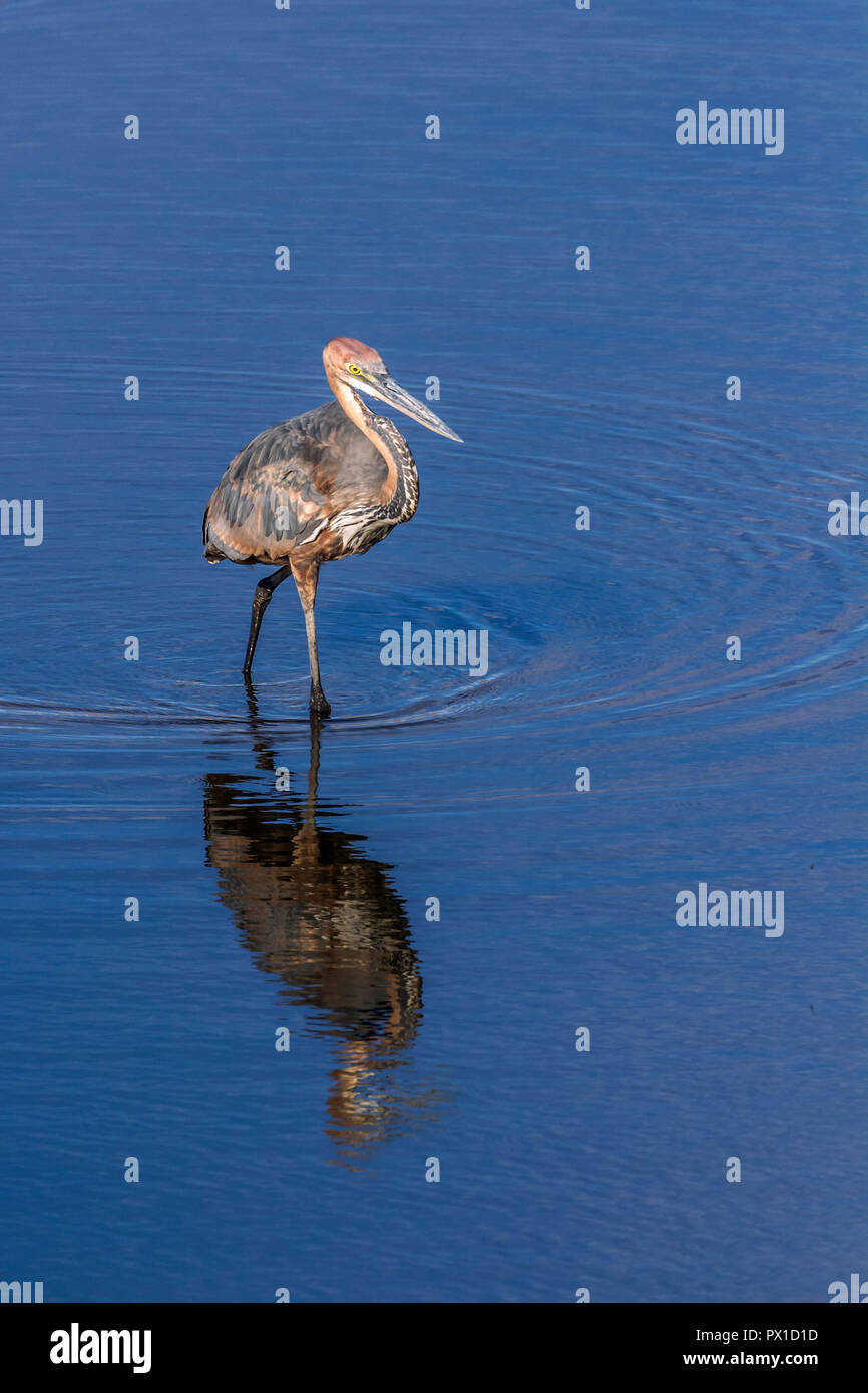 Goliath heron in Kruger National park, South Africa ; Specie Ardea ...