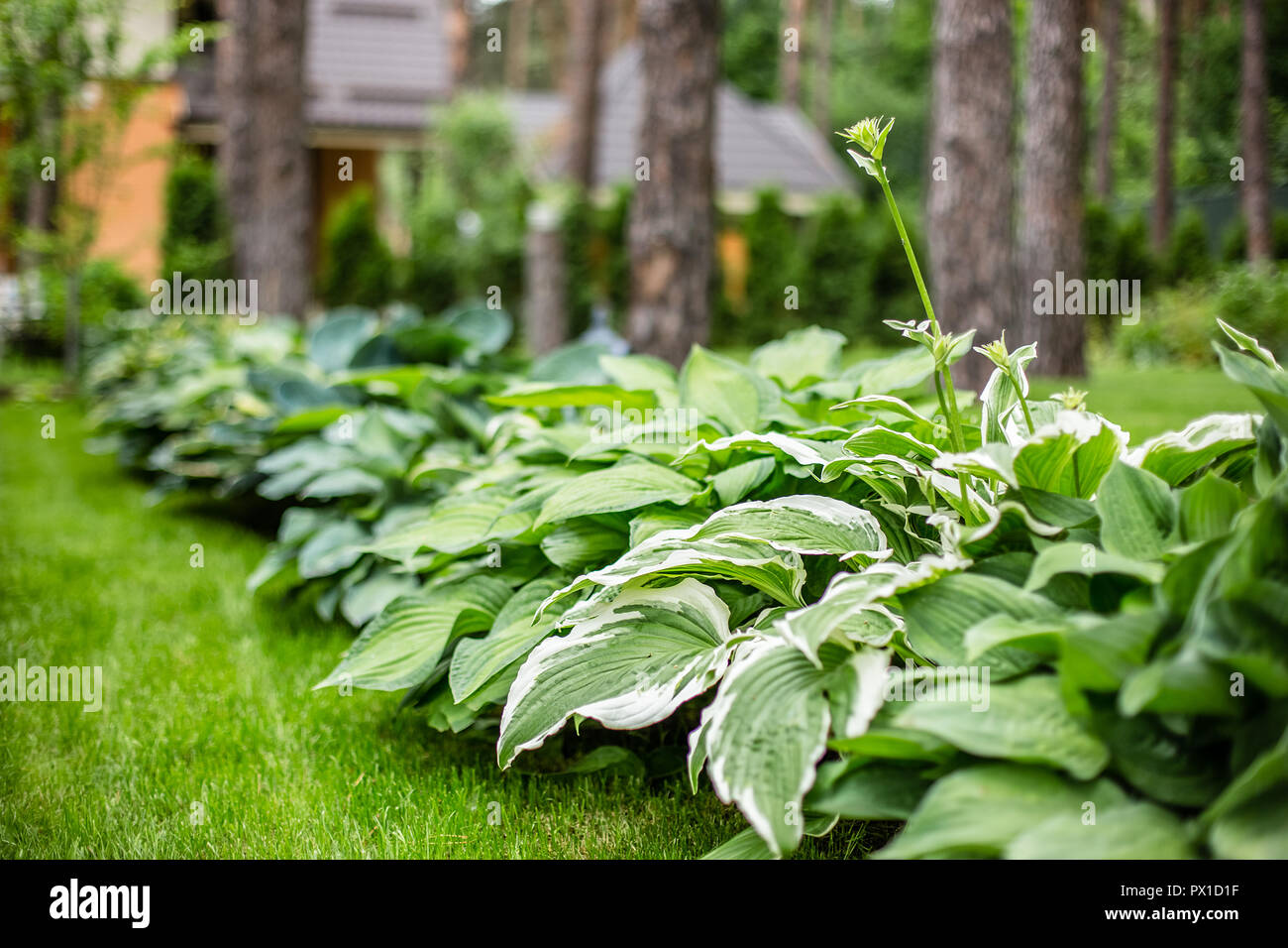 Beautiful Hosta leaves background. Hosta - an ornamental plant for ...