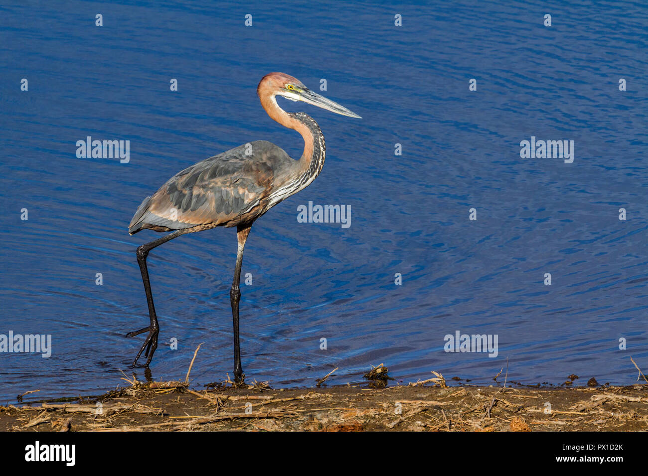 Goliath heron in Kruger National park, South Africa ; Specie Ardea ...