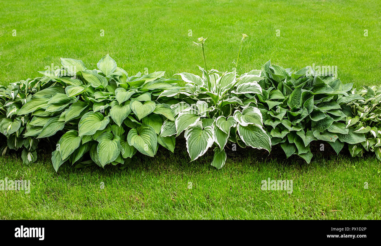 Beautiful Hosta leaves background. Hosta - an ornamental plant for ...