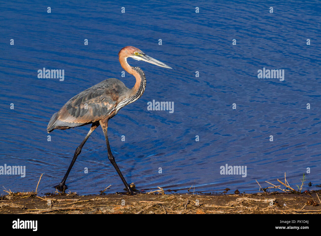 Goliath heron in Kruger National park, South Africa ; Specie Ardea ...