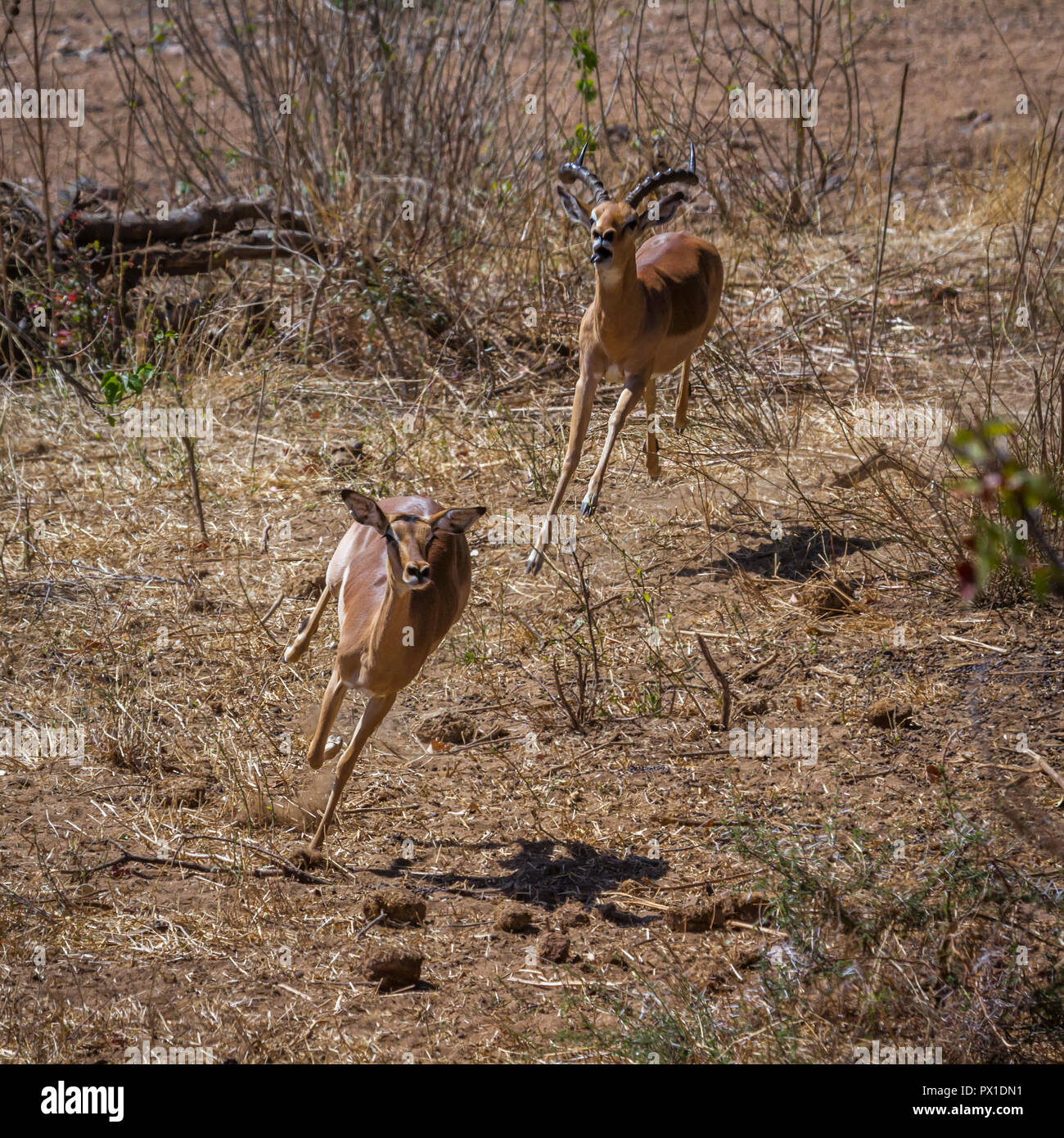 Impala jumping hi-res stock photography and images - Alamy