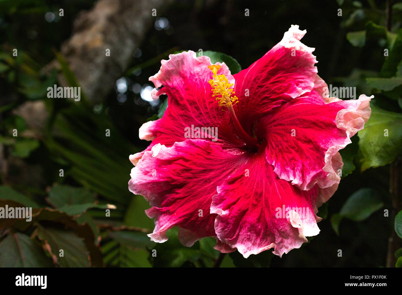 Close up of beautiful hibiscus deep pink white edged flower blossom in ...