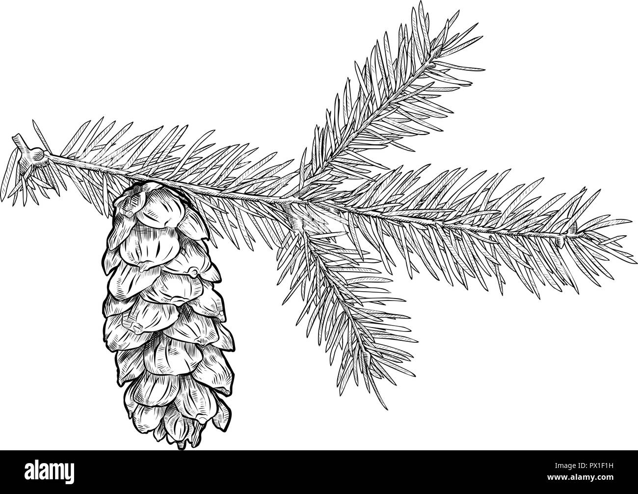Hand drawn Fir tree branch with cone isolated on white background Stock ...