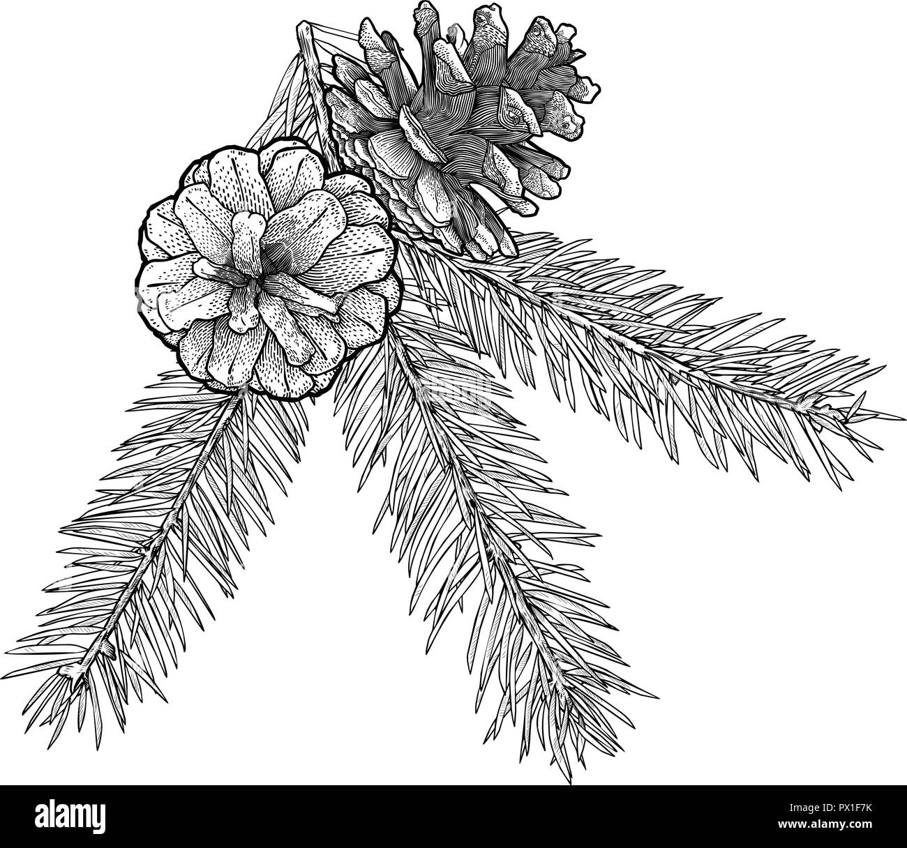 Hand drawn Fir tree branch with cone isolated on white background Stock ...