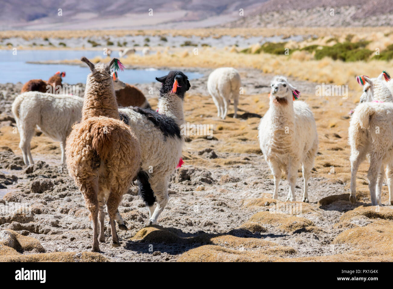 Llamas eating hi-res stock photography and images - Alamy