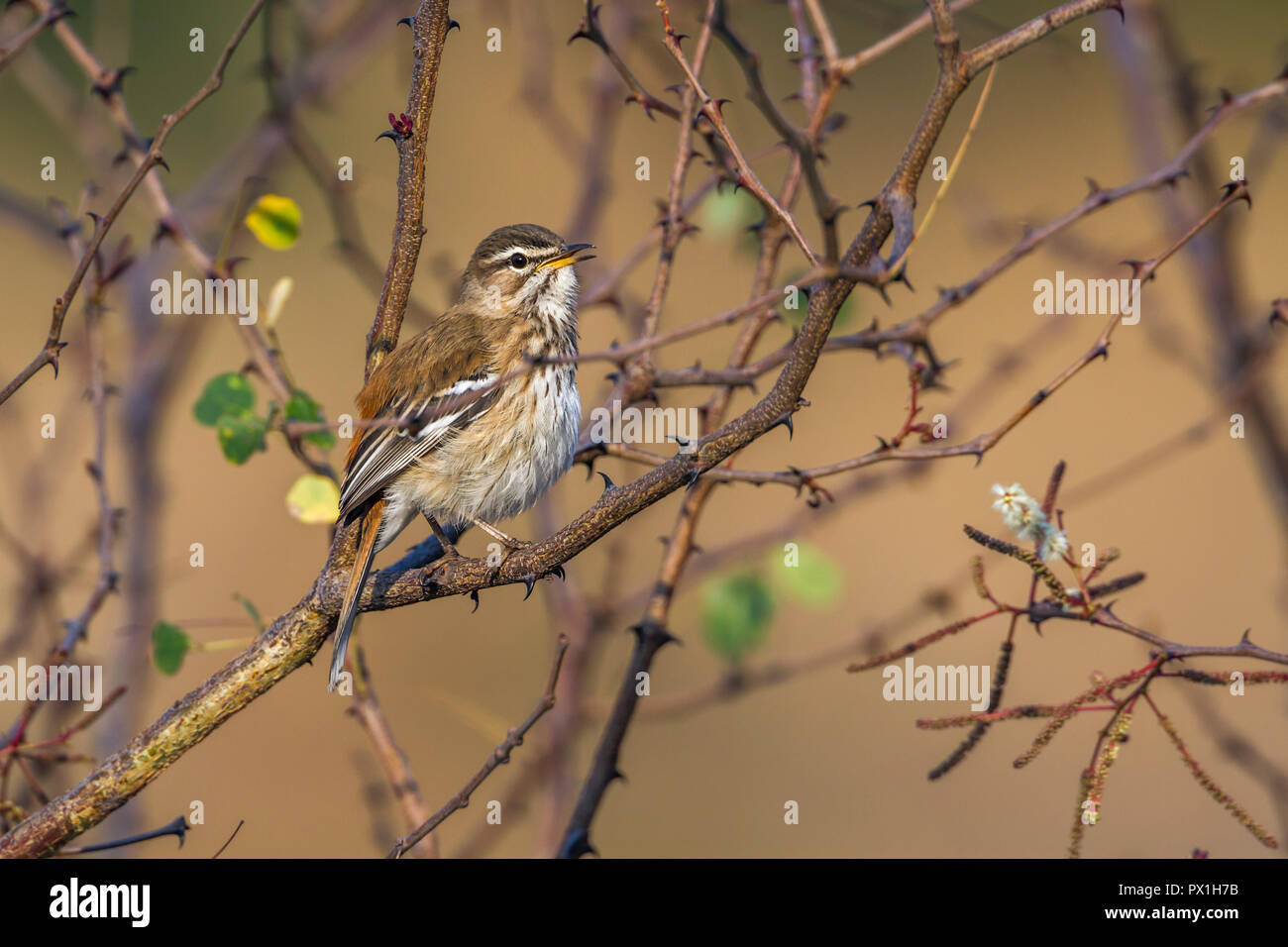 Red backed bird hi-res stock photography and images - Alamy