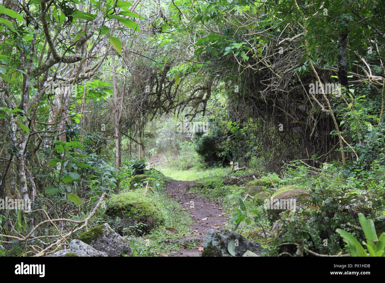 Cutting through jungle hi-res stock photography and images - Alamy