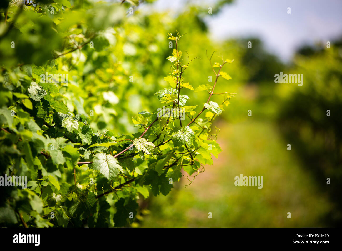 Young grape vine growing in spring fields Stock Photo - Alamy