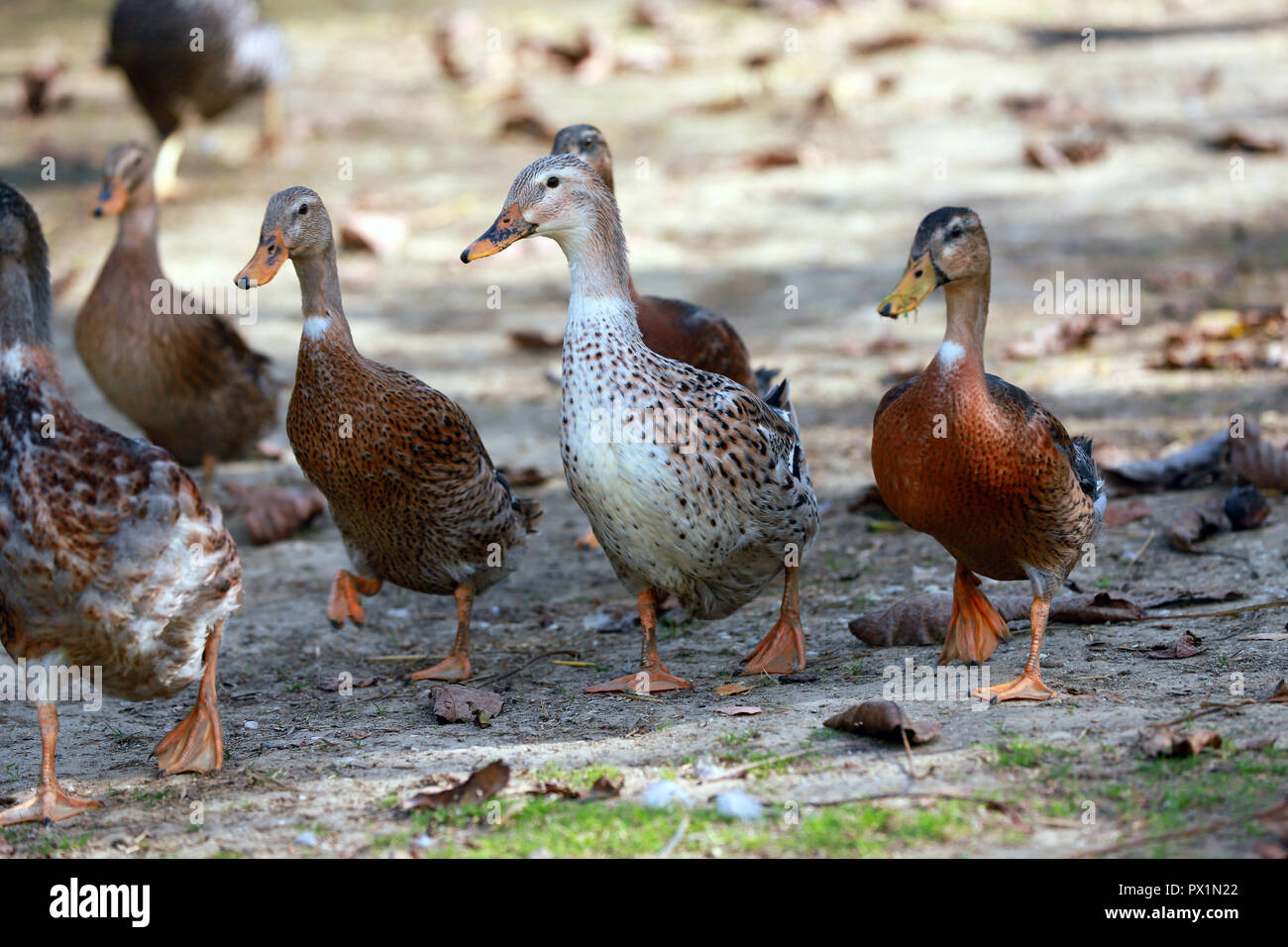 Goose and ducks live peacefully in the poultry farm rural scene Stock ...