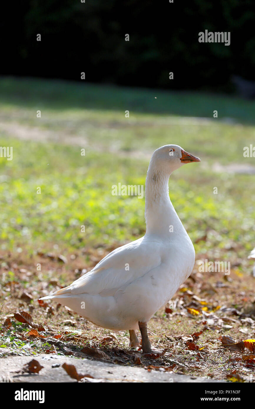 White domestic healthy goose in hi-res stock photography and images - Alamy