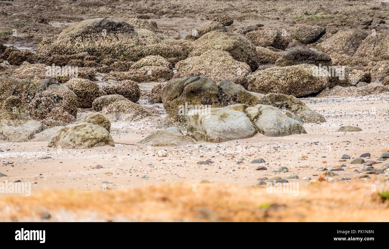 Coral exposed during low tide hi-res stock photography and images - Alamy