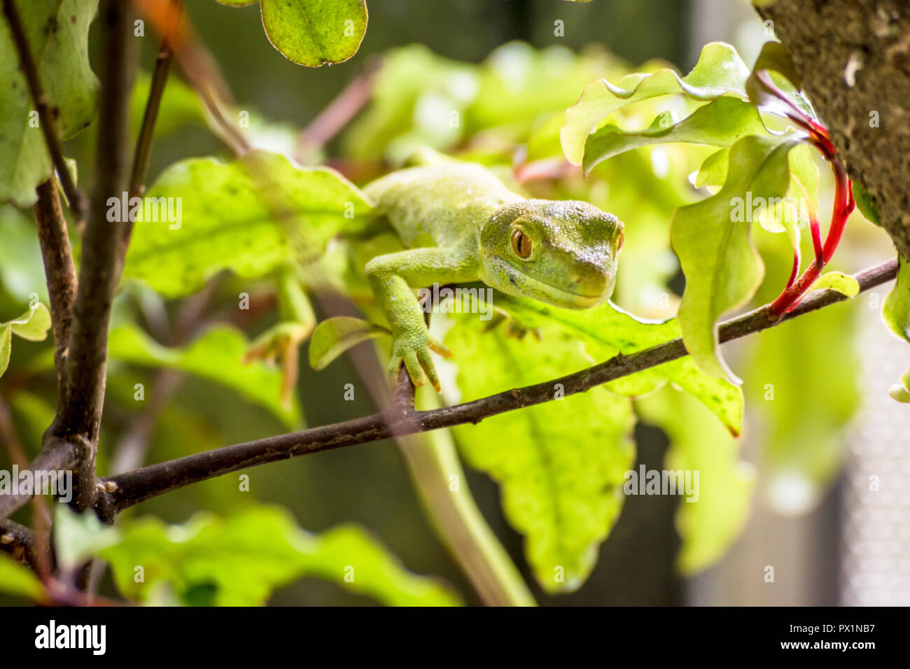 Green striped lizard hi-res stock photography and images - Alamy