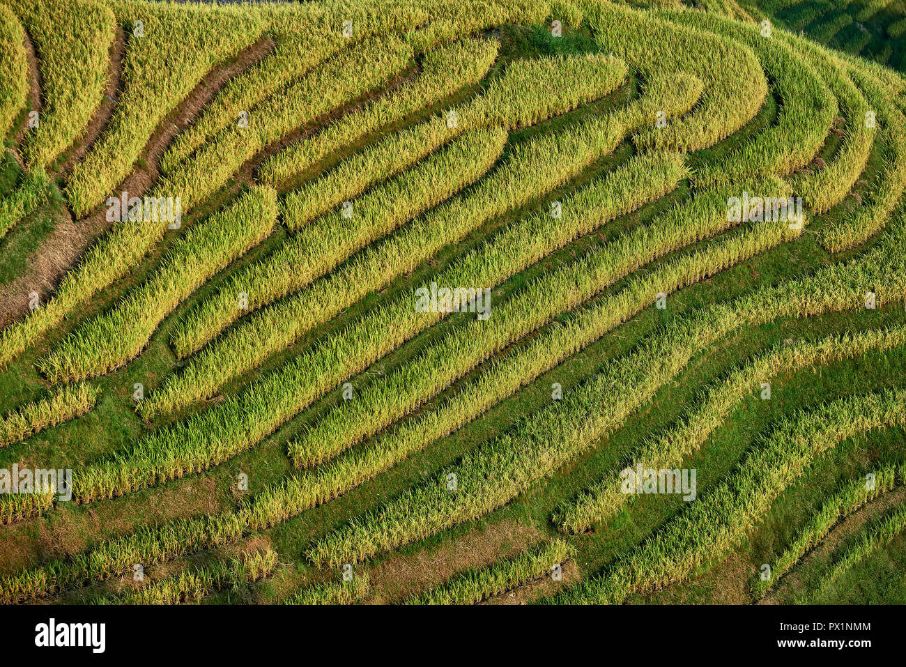 Chinese paddy fields hi-res stock photography and images - Alamy
