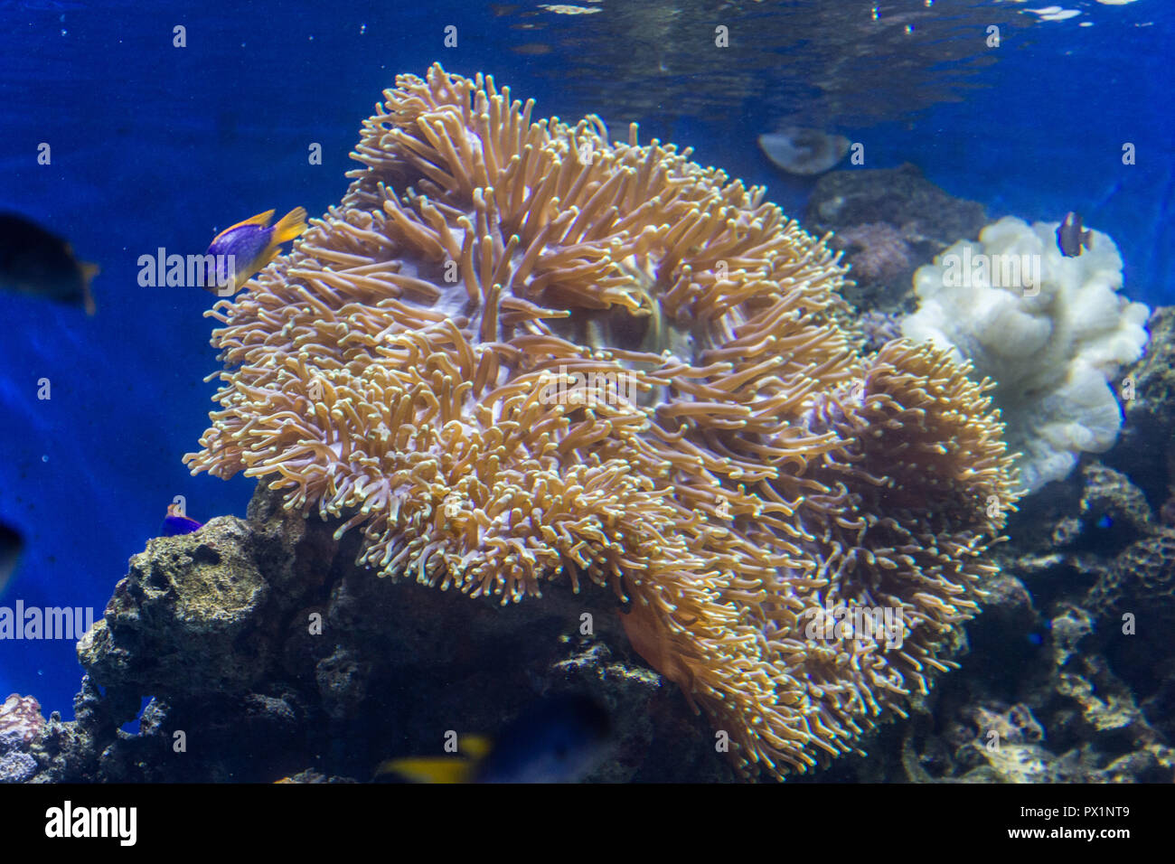 Sps corals hi-res stock photography and images - Alamy