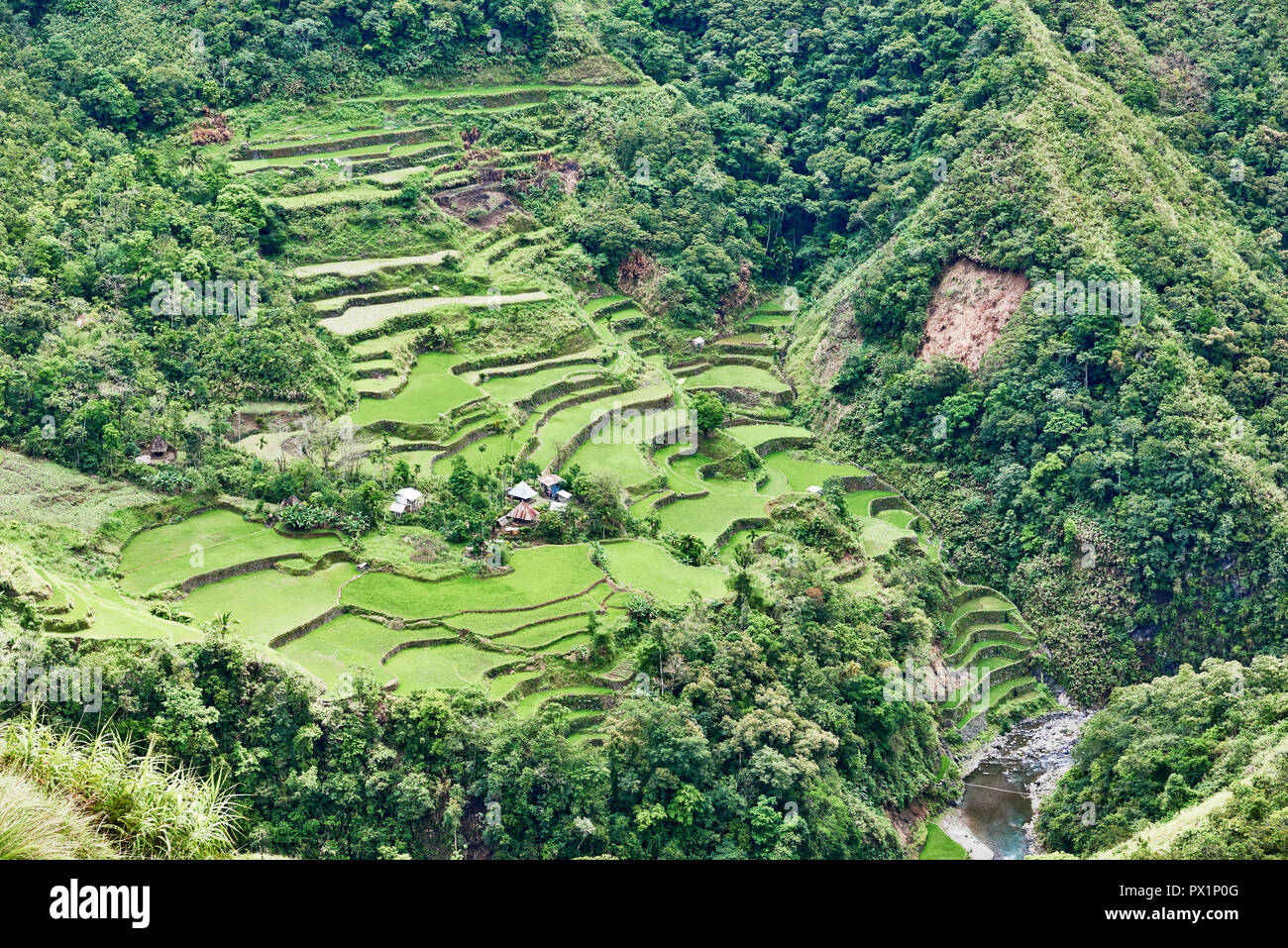 rice paddy terrace fields between banaue and batad infugao Luzon in ...