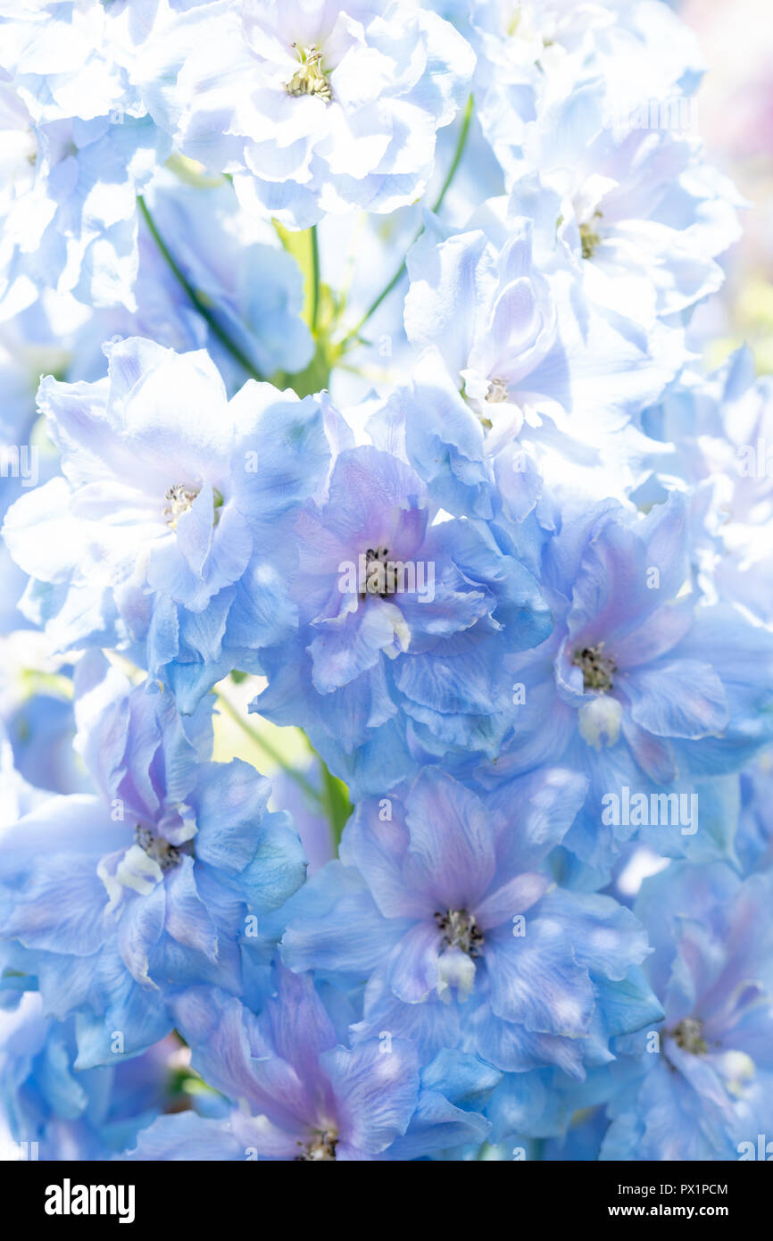 Gently blue flowers Stock Photo - Alamy