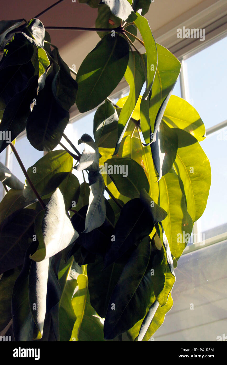 Window plants hi-res stock photography and images - Alamy