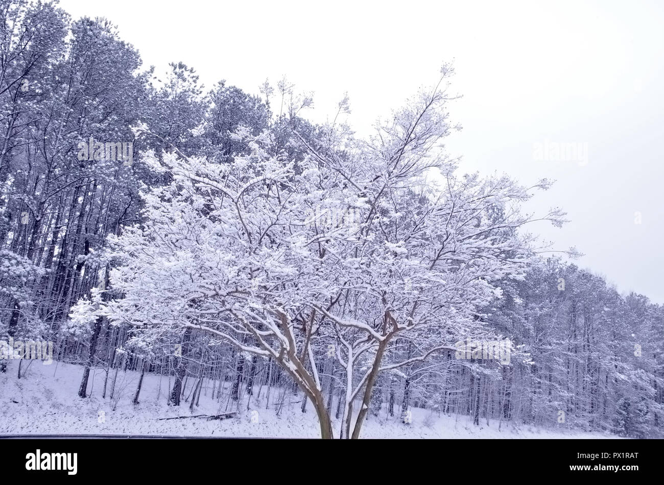 Holding the weight of the snow after a heavy fall, here in Virginia ...