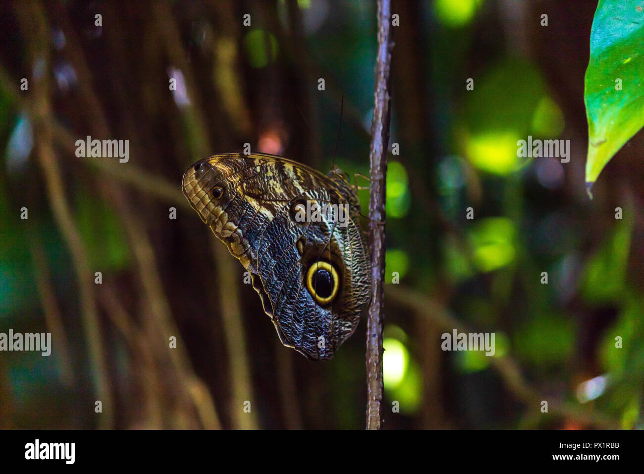 Owl spots on butterfly wing hi-res stock photography and images - Alamy
