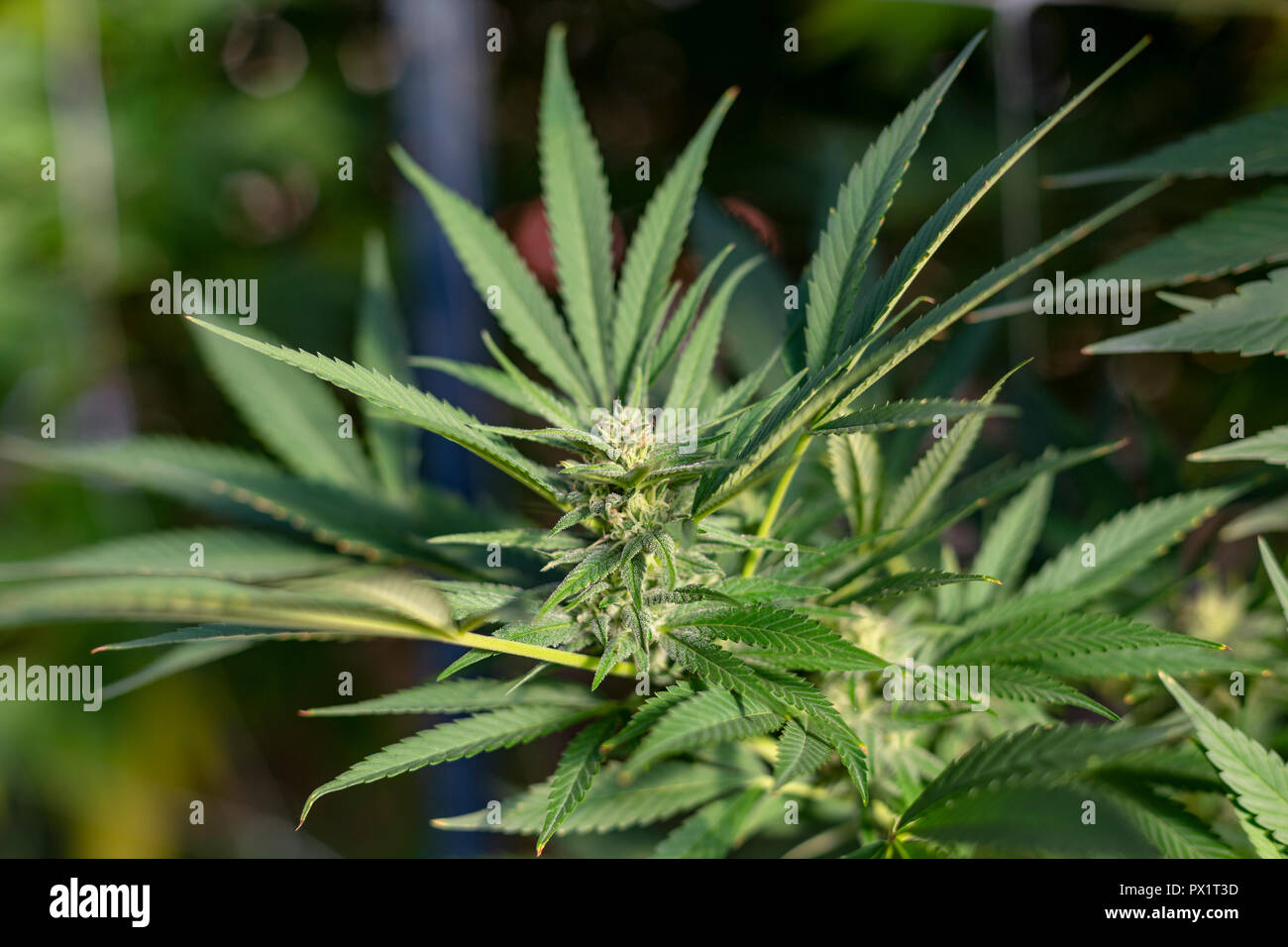 Marijuana og kush hi-res stock photography and images - Alamy