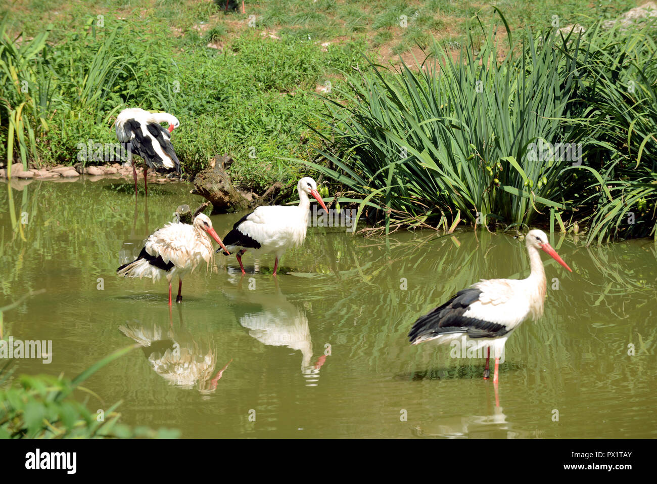 White stork in the Vogel park, Steinen, Germany Stock Photo - Alamy