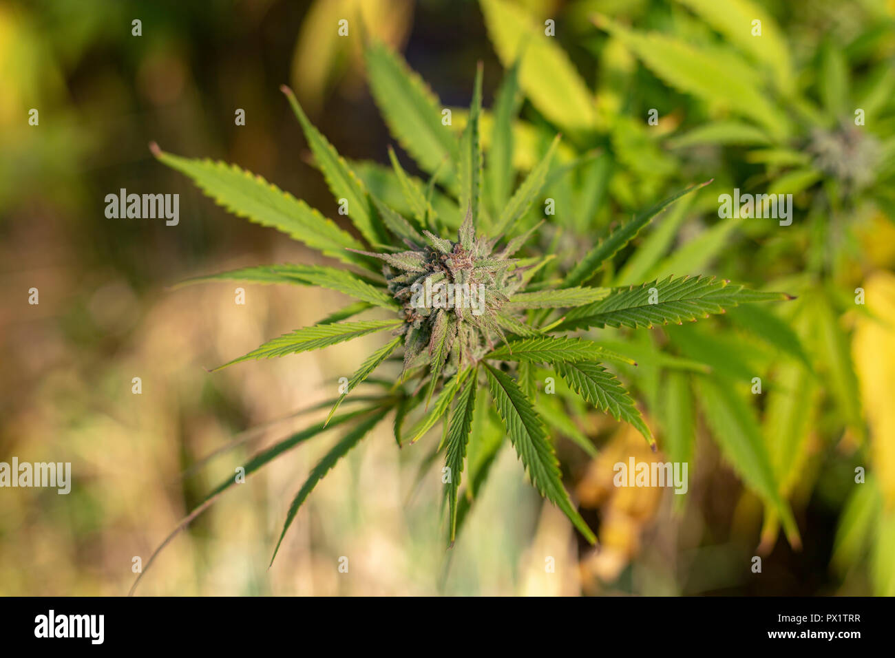 Sunlight hits on leaf hi-res stock photography and images - Alamy