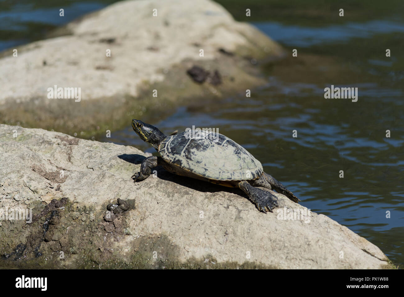 A red-eared slider turtle lies on a rock in a pond in Unionville ...