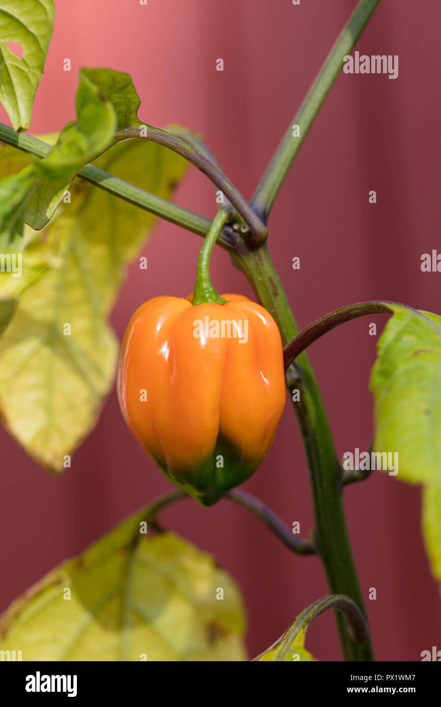 Capsicum chinense hi-res stock photography and images - Alamy