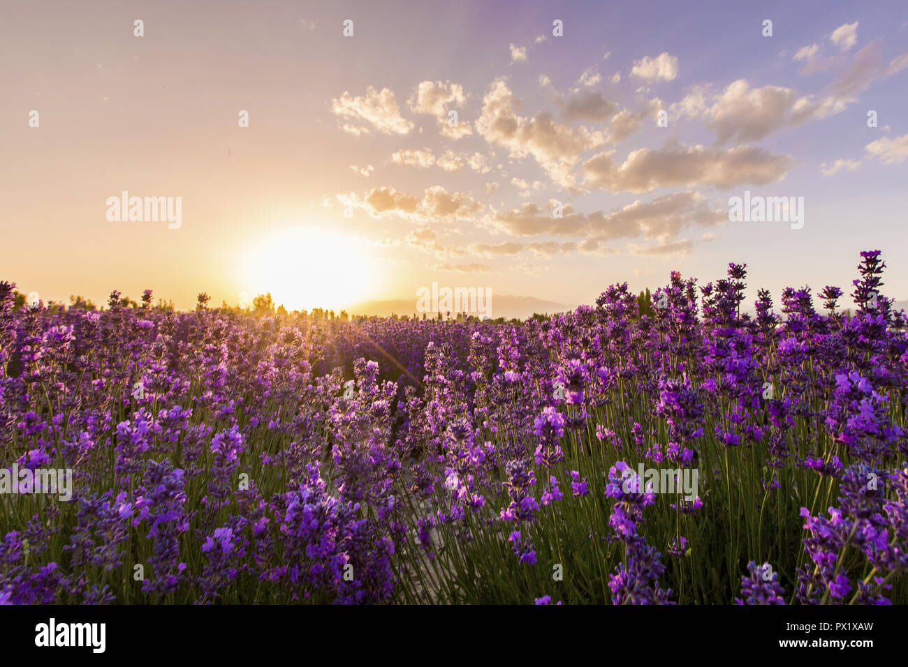 purple flower field Stock Photo - Alamy