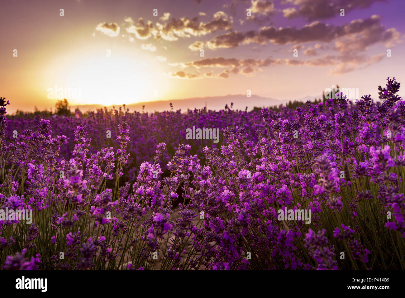 purple flower field Stock Photo - Alamy