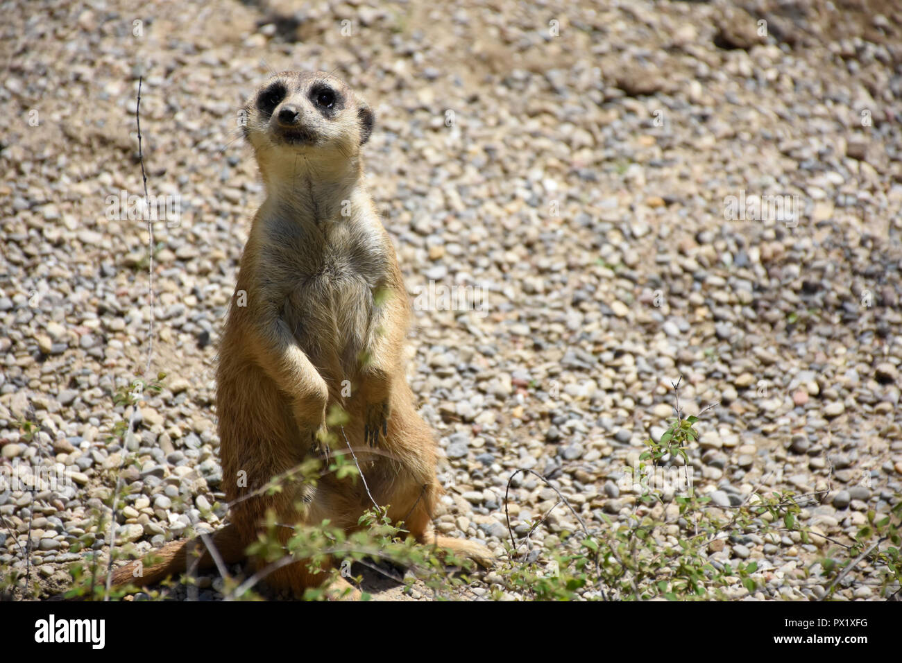 High resolution meerkat hi-res stock photography and images - Alamy