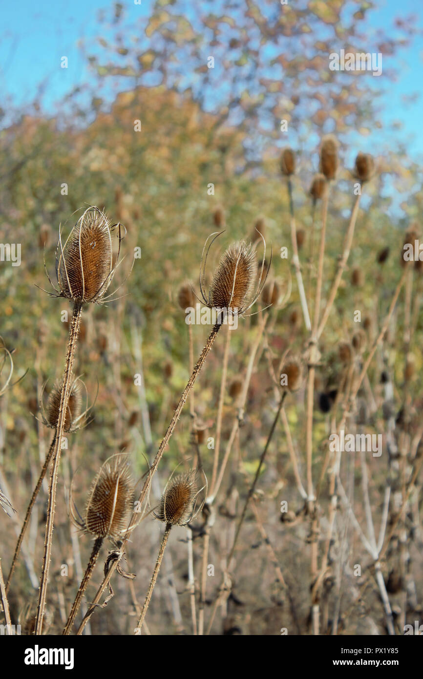 Bull thistle in fall hi-res stock photography and images - Alamy