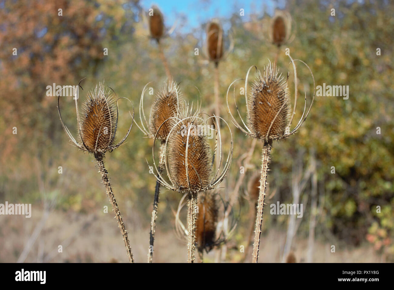The remains of a Bull Thistle. (Cirsium vulgare) in the Fall season ...