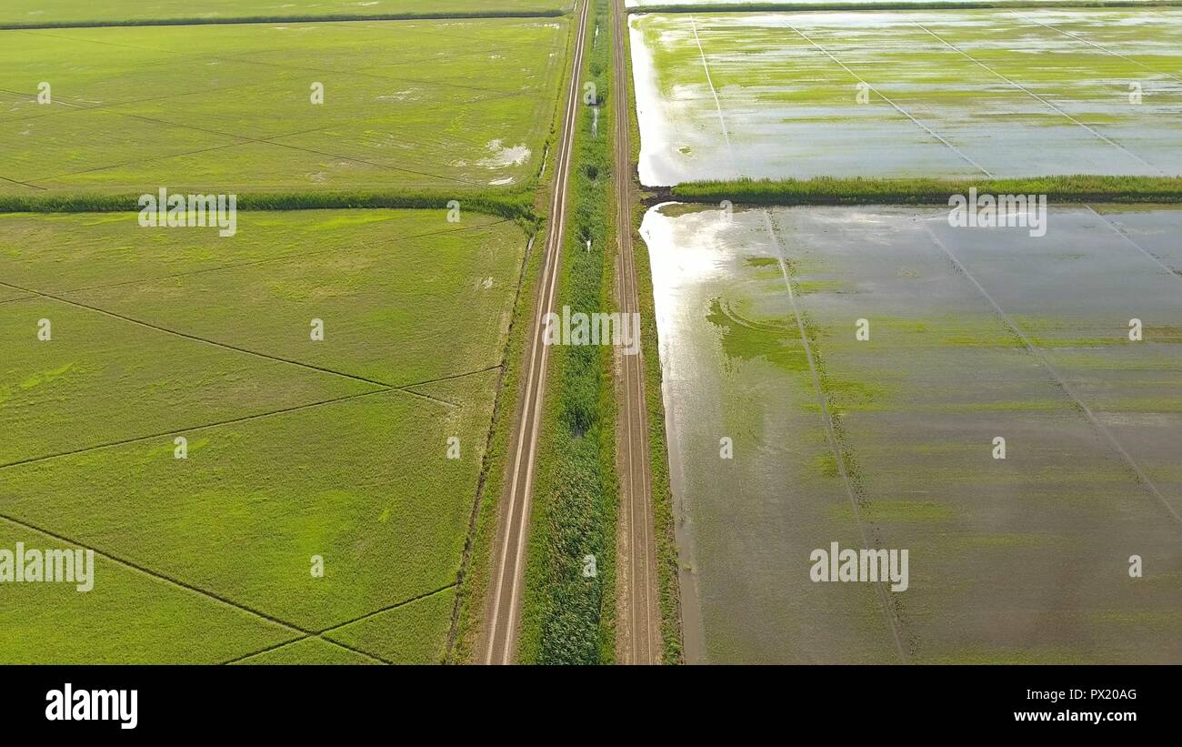 Growing rice on flooded fields. Ripe rice in the field, the beginning ...