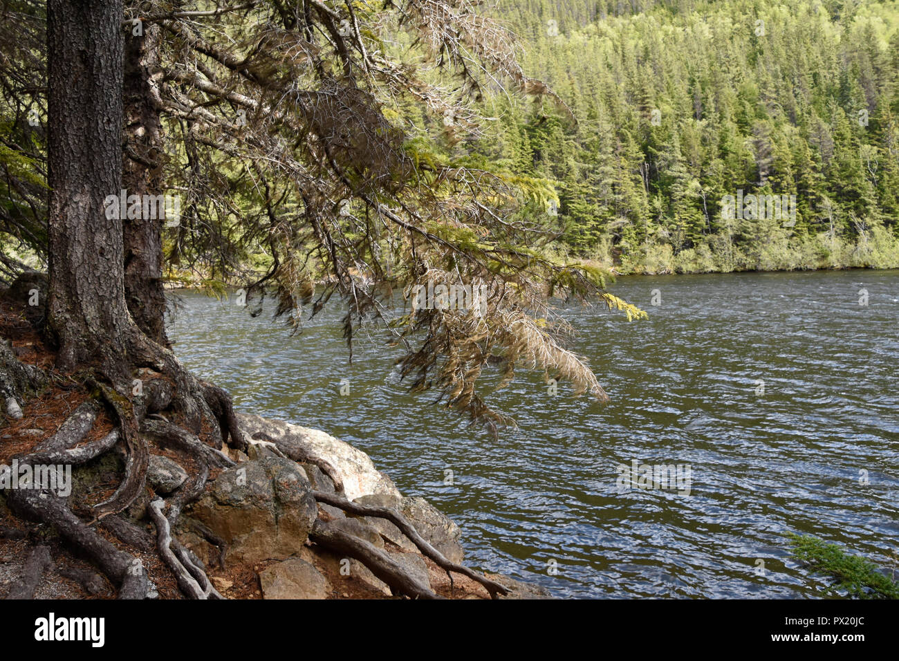 Tree on Lake Lower Dewey Stock Photo - Alamy
