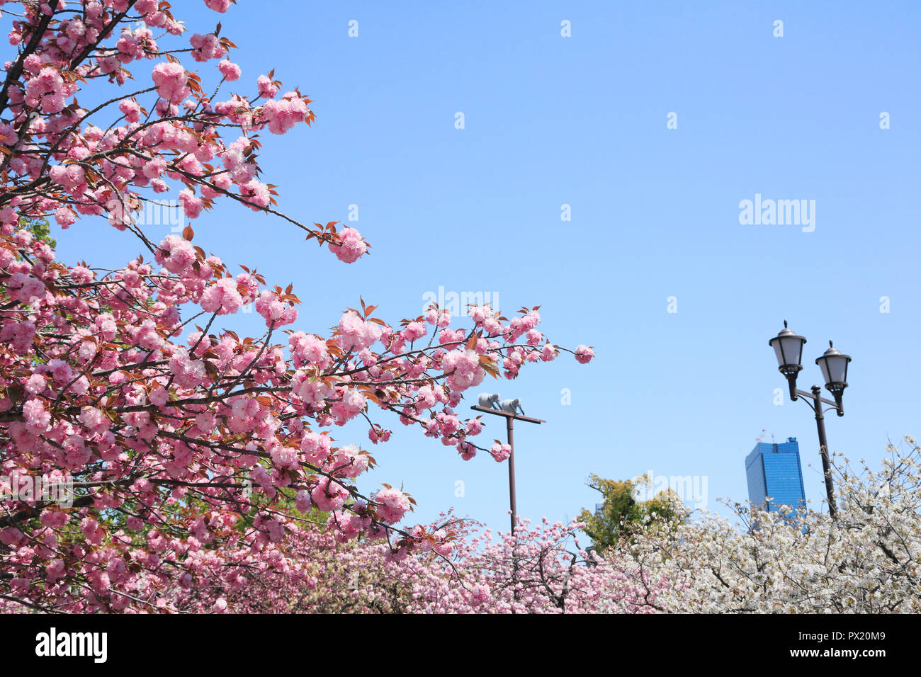 Osaka Mint Cherry Blossoms Stock Photo - Alamy