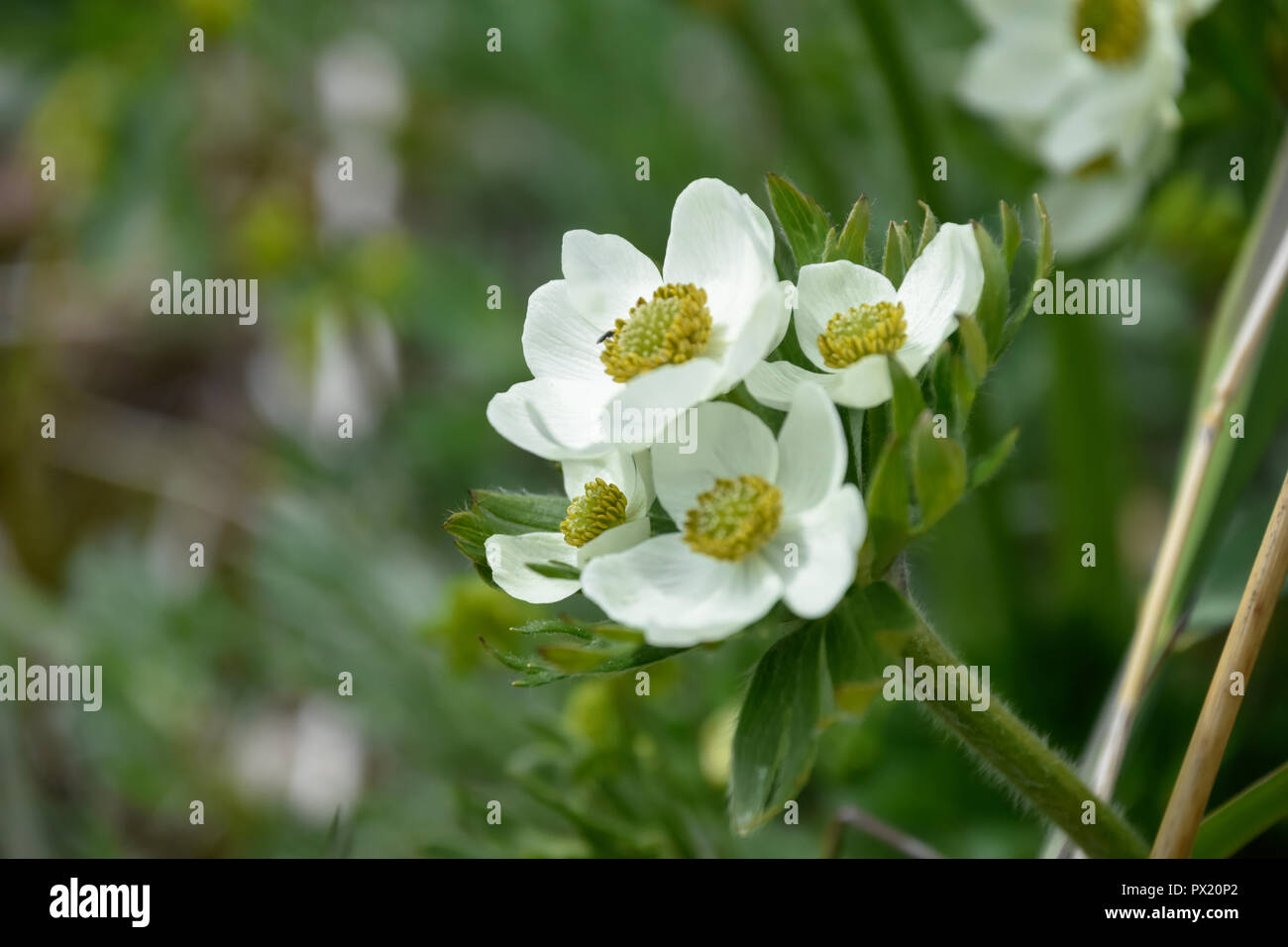 Alaska white flower hi-res stock photography and images - Alamy