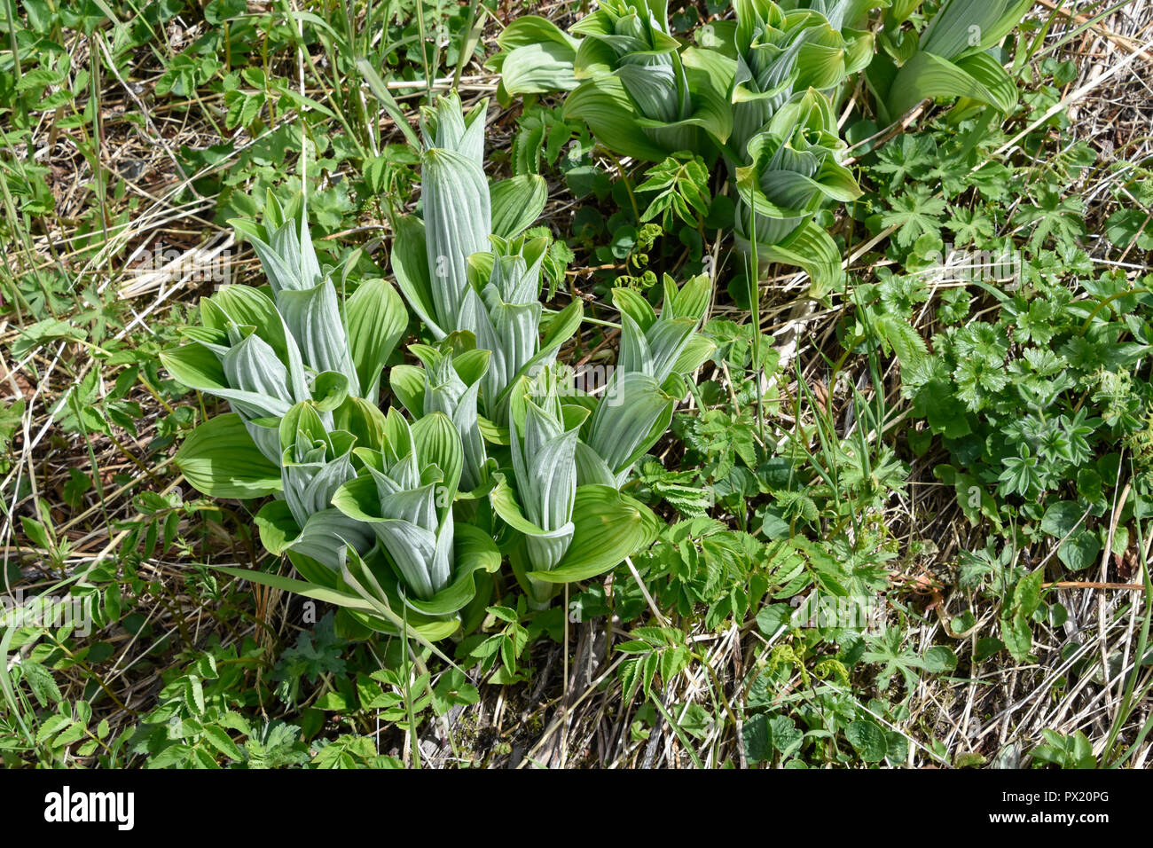 False Hellebore in Juneau Stock Photo - Alamy