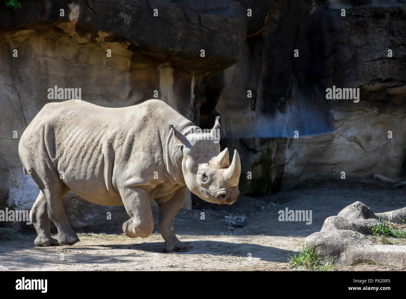 Rhino charge hi-res stock photography and images - Alamy