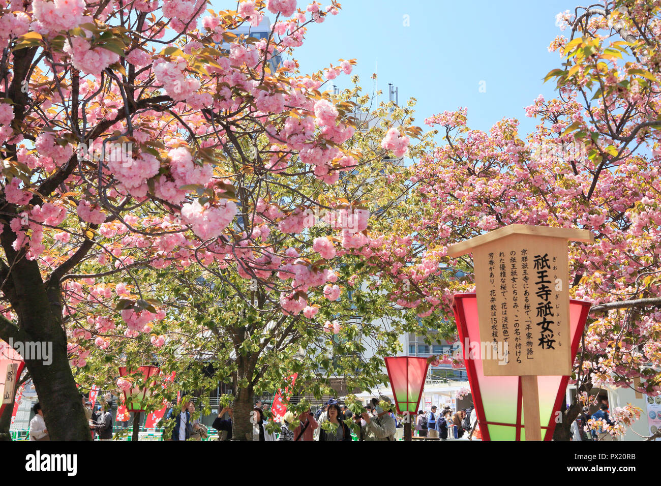 Osaka Mint Cherry Blossoms Stock Photo - Alamy