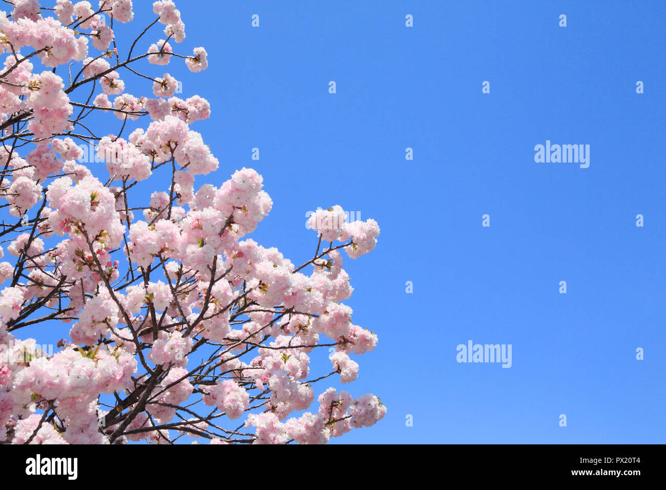 Osaka Mint Cherry Blossoms Stock Photo - Alamy