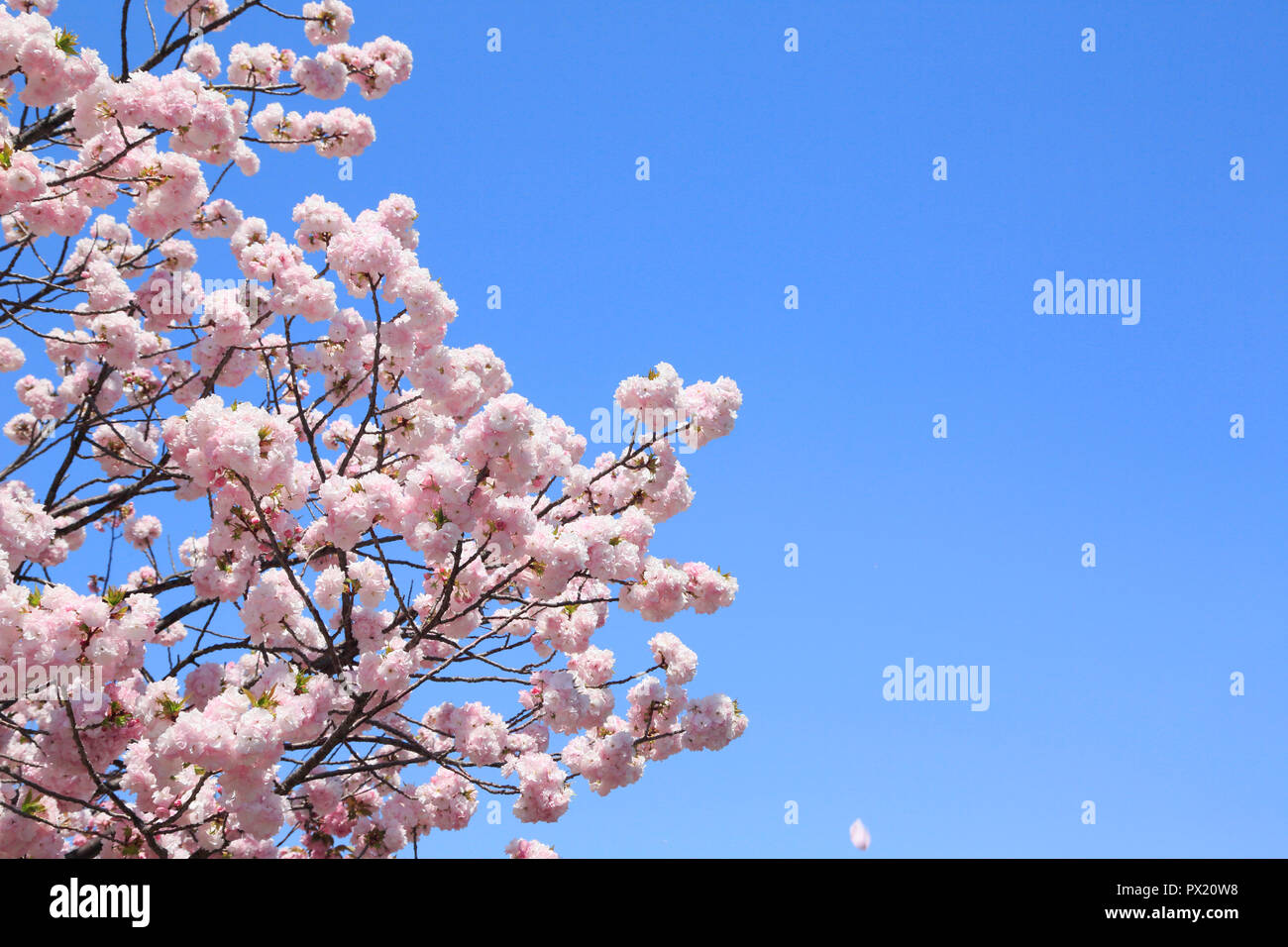 Osaka Mint Cherry Blossoms Stock Photo - Alamy