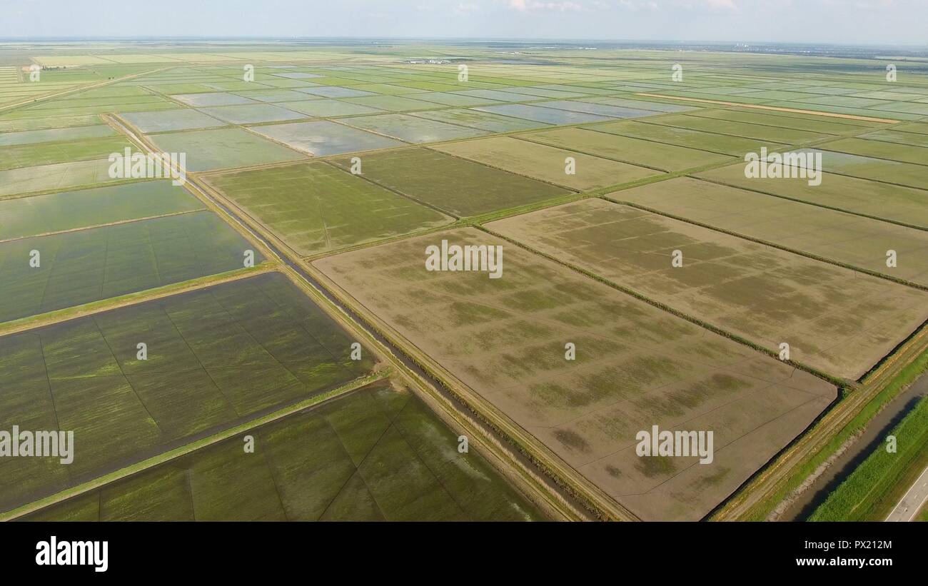 Growing rice on flooded fields. Ripe rice in the field, the beginning ...