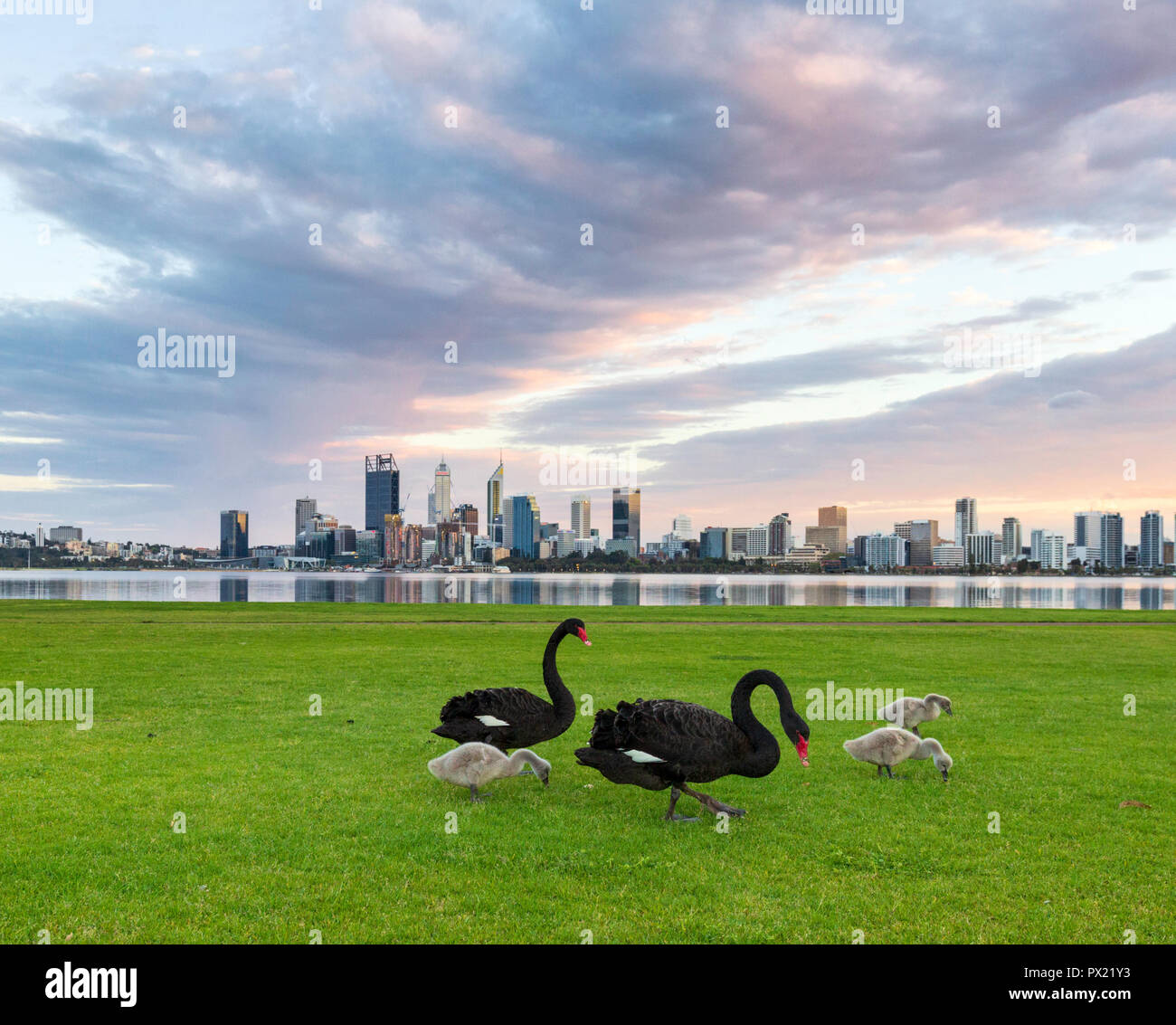 Cygnet river south australia hi-res stock photography and images - Alamy