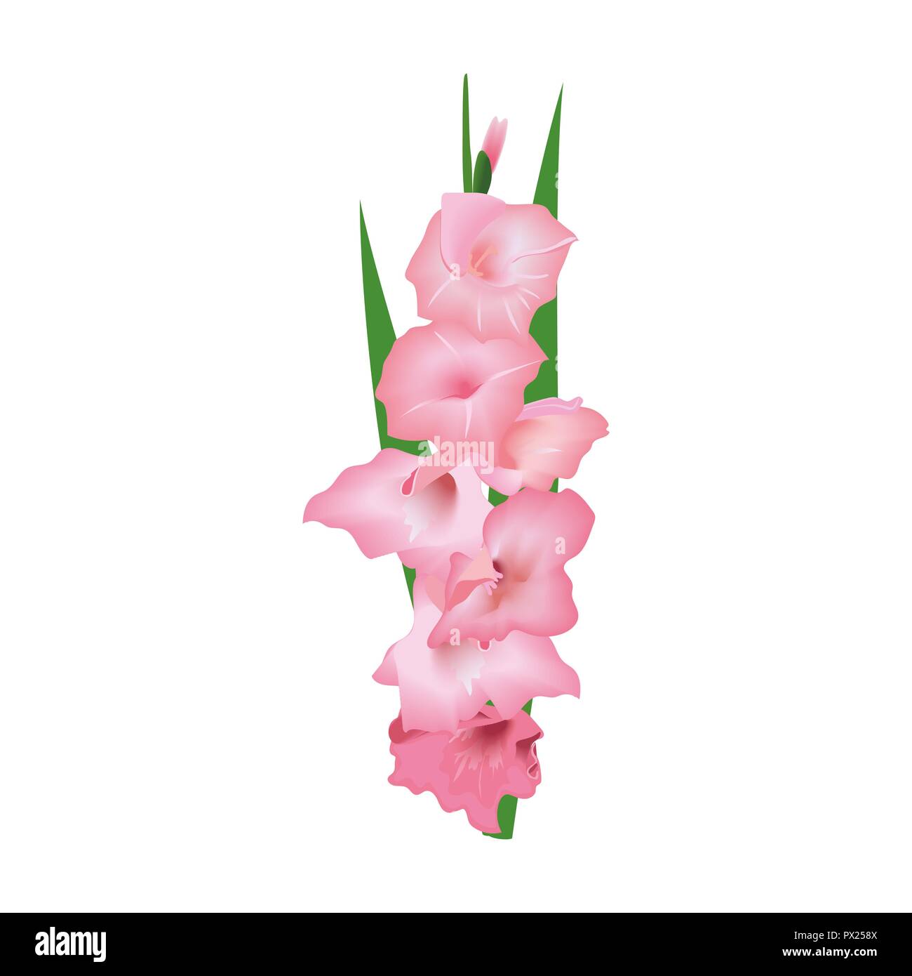 Gladiolus Images Vector Art